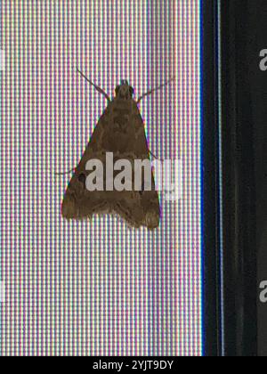 Cabbage Webworm Moth (Hellula rogatalis) Insecta Stock Photo - Alamy
