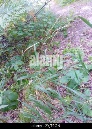 bearded wild rye (Elymus caninus Stock Photo - Alamy