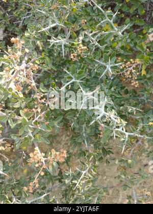 mountain whitethorn (Ceanothus cordulatus Stock Photo - Alamy