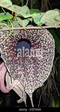 pelican flower (Aristolochia grandiflora Stock Photo - Alamy