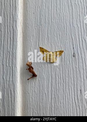Crocus Geometer Moths (Xanthotype Stock Photo - Alamy