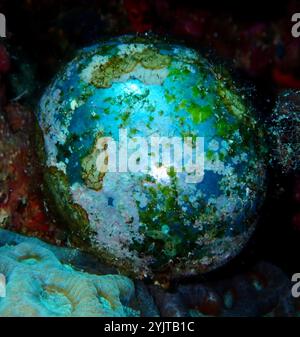 sailor's eyeball alga (Valonia ventricosa Stock Photo - Alamy