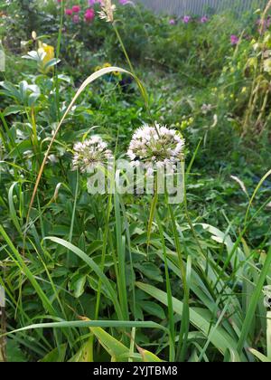 Siberian chives (Allium nutans Stock Photo - Alamy