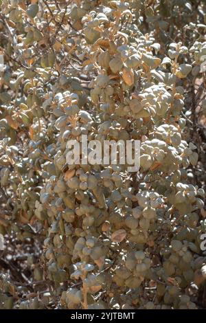 Roundleaf buffaloberry (Shepherdia rotundifolia Stock Photo - Alamy