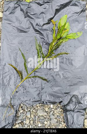 Northern Pondweed (Potamogeton alpinus Stock Photo - Alamy