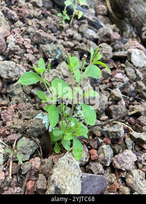 Annual Candyleaf (Stevia micrantha Stock Photo - Alamy