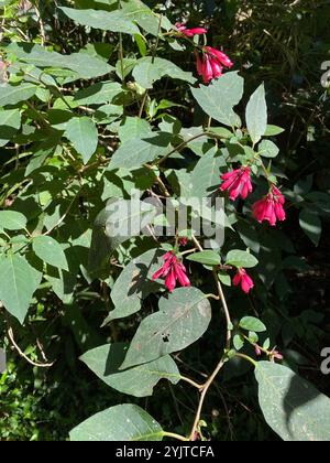 purple cestrum (Cestrum elegans Stock Photo - Alamy