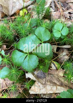 threeleaf goldthread (Coptis trifolia Stock Photo - Alamy
