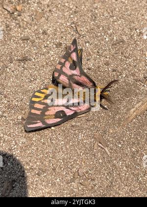 Western Sheep Moth (Hemileuca eglanterina) Insecta Stock Photo - Alamy