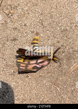Western Sheep Moth (Hemileuca eglanterina Stock Photo - Alamy
