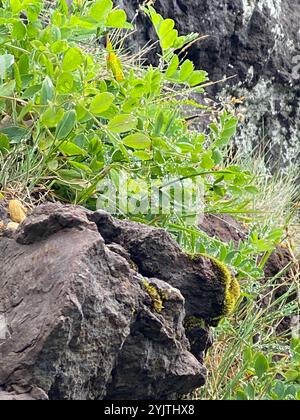 Beach pea (Lathyrus japonicus maritimus) is a perennial herb native to ...