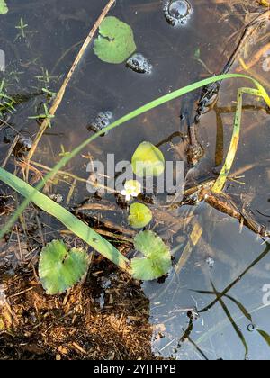 Floating Marsh-marigold (Caltha natans) Plantae Stock Photo - Alamy