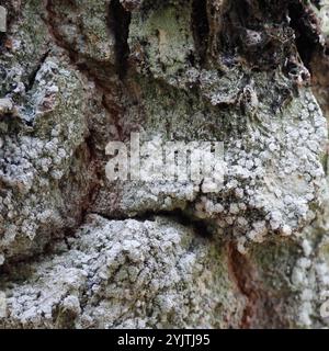 Pore lichen (Lepra albescens Stock Photo - Alamy