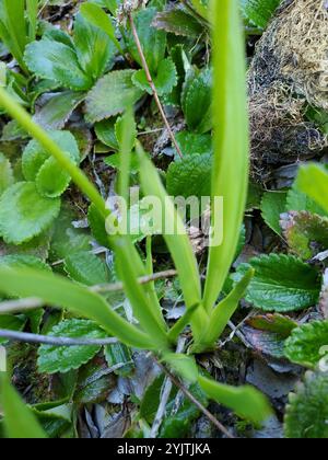 western false asphodel (Triantha occidentalis Stock Photo - Alamy