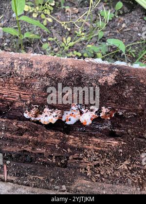 Blushing Rosette (Abortiporus biennis Stock Photo - Alamy