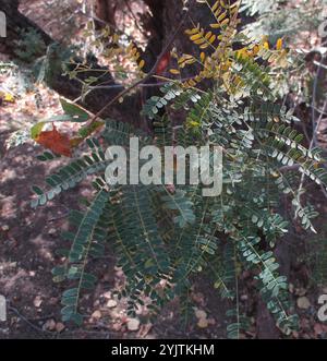 Weeping wattle (Peltophorum africanum Stock Photo - Alamy