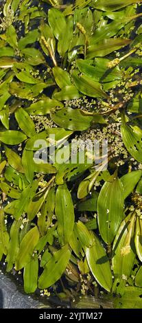 Northern Pondweed (Potamogeton alpinus Stock Photo - Alamy