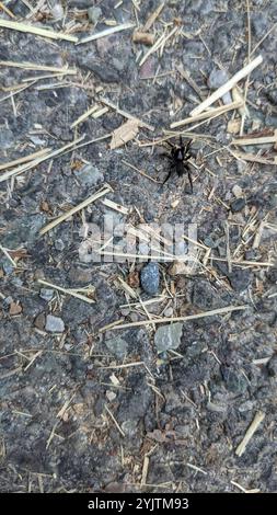 Stealthy Ground Spiders (Gnaphosidae Stock Photo - Alamy