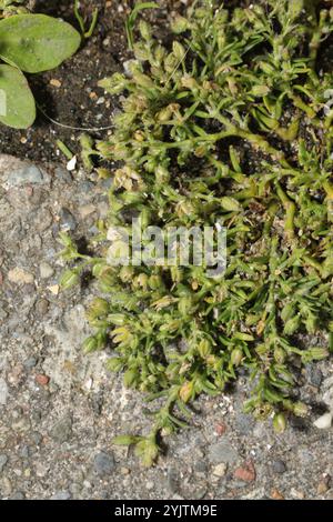 Saltmarsh Sand Spurry (Spergularia marina Stock Photo - Alamy