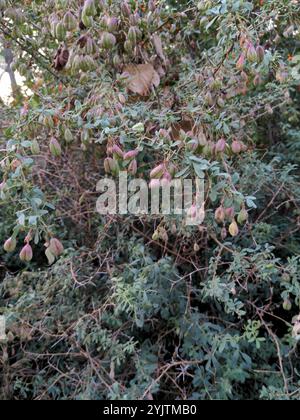 russian salt tree (Caragana halodendron Stock Photo - Alamy