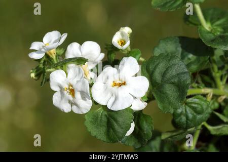 Closeup white flowers of Chaenostoma cordatum, also known as Sutera ...