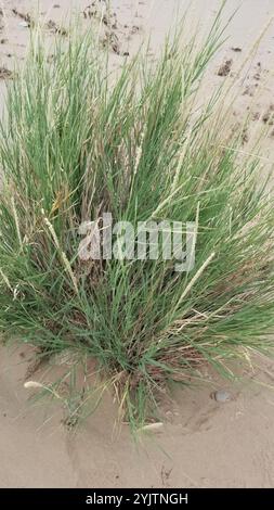 Big Galleta (Hilaria rigida Stock Photo - Alamy