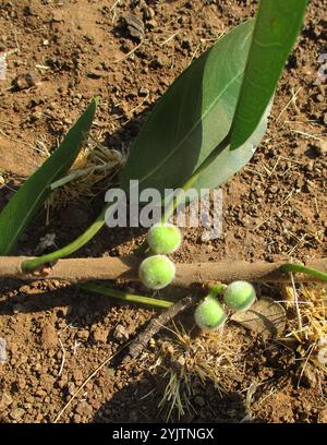 Common Wild Fig (Ficus burkei Stock Photo - Alamy