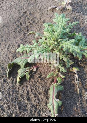 Jerusalem oak (Dysphania botrys Stock Photo - Alamy