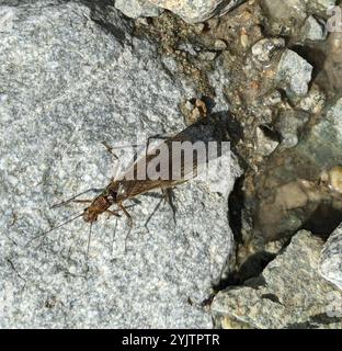 Green Stoneflies (Chloroperlidae Stock Photo - Alamy