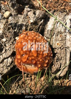 bracket polypores (Fomitopsidaceae Stock Photo - Alamy
