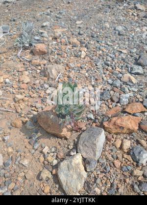 bolander's lily (Lilium bolanderi Stock Photo - Alamy