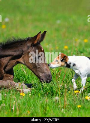Curious young colt checking out the farm visitors. Zawady Central ...