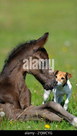 Curious young colt checking out the farm visitors. Zawady Central ...