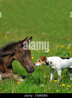 Curious young colt checking out the farm visitors. Zawady Central ...