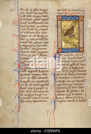 A Partridge. Unknown Stock Photo - Alamy