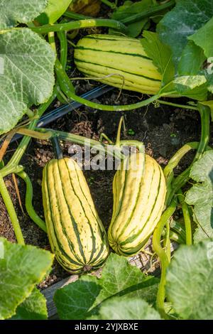 Peanut Squash 'Delicata', Cucurbita pepo 'Delicata' Stock Photo - Alamy