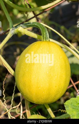 Issaquah, Washington, USA. Ripe Small Wonder Spaghetti squash ready to ...