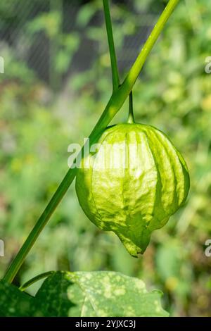 Issaquah, Washington, USA. Ripe Tomatillo bursting out of the husk ...