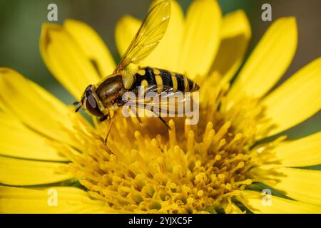Puget sound gumweed (Grindelia integrifolia Stock Photo - Alamy