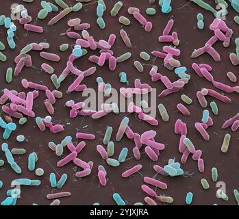 Salmonella bacteria. Coloured scanning electron micrograph (SEM) of ...