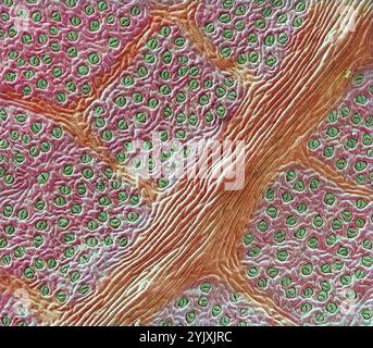 Leaf stomata, SEM Stock Photo - Alamy