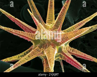 Sponge spicule. Coloured scanning electron micrograph (SEM) of a ...
