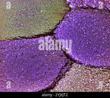 Small intestine. Scanning electron micrograph (SEM) showing the villi ...