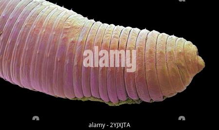 Earthworm, Lumbricus terrestris, coloured scanning electron micrograph ...