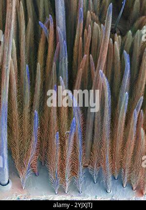 Tarantula hair. Coloured scanning electron micrograph (SEM) of a hair ...