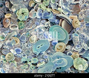 Coccolithophores. Coloured scanning electron micrograph (SEM) of ...