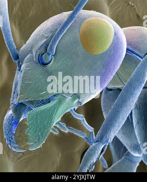 Ant head. Coloured scanning electron micrograph (SEM) of the head of a ...