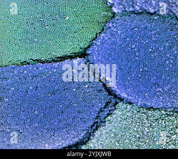 Scanning electron micrograph (SEM) of an absorptive epithelial cells ...