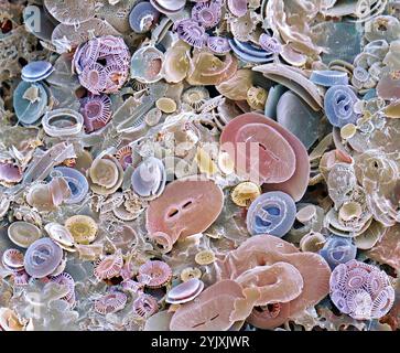 Coccolithophore. Coloured scanning electron micrograph (SEM) of ...