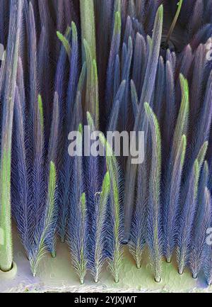 Tarantula hair. Coloured scanning electron micrograph (SEM) of a hair ...